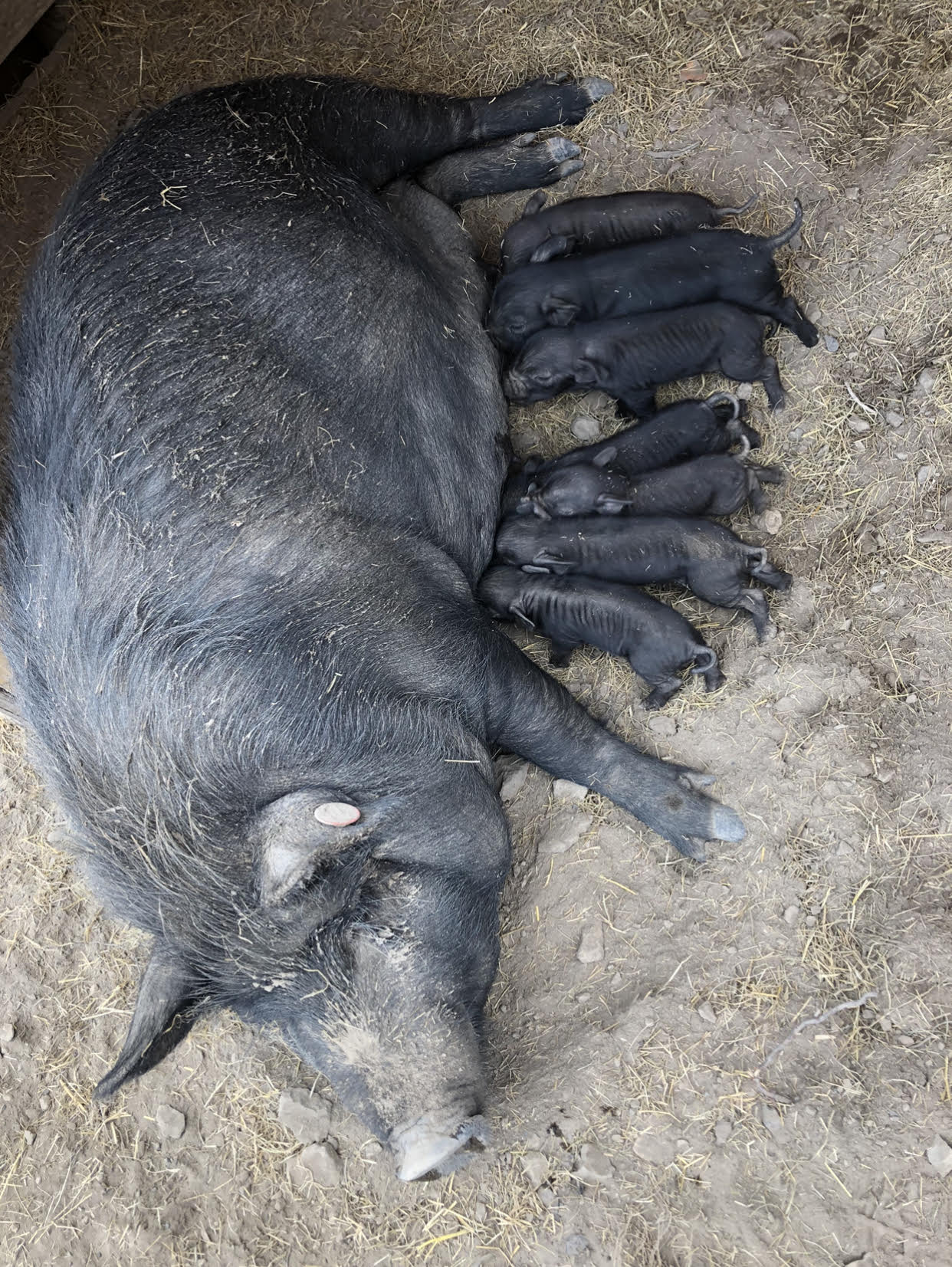 American Guinea Hogs - Countryside